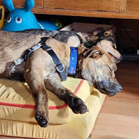 Available Dogs - Paws United