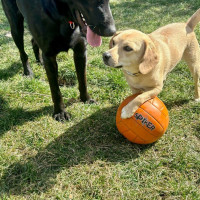 Available Dogs - Paws United