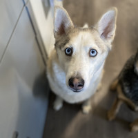 Available Dogs - Paws United