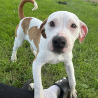 Available Dogs - Paws United