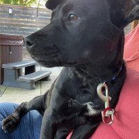 Available Dogs - Paws United