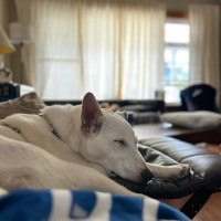 Available Dogs - Paws United