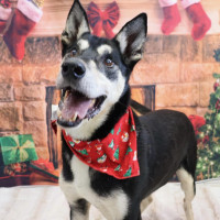 Available Dogs - Paws United